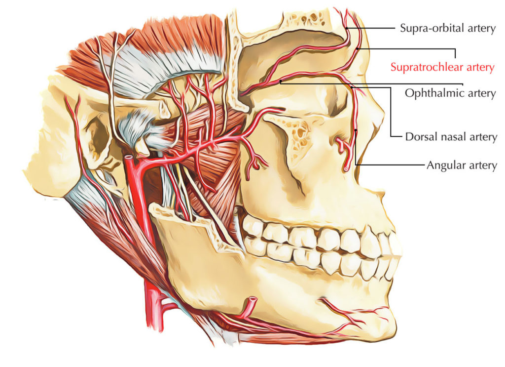 Supratrochlear artery – Earth's Lab