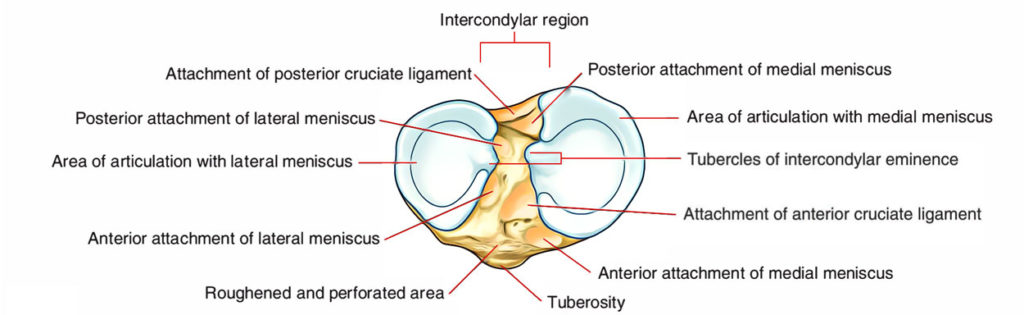 Tibial Plateau – Earth's Lab