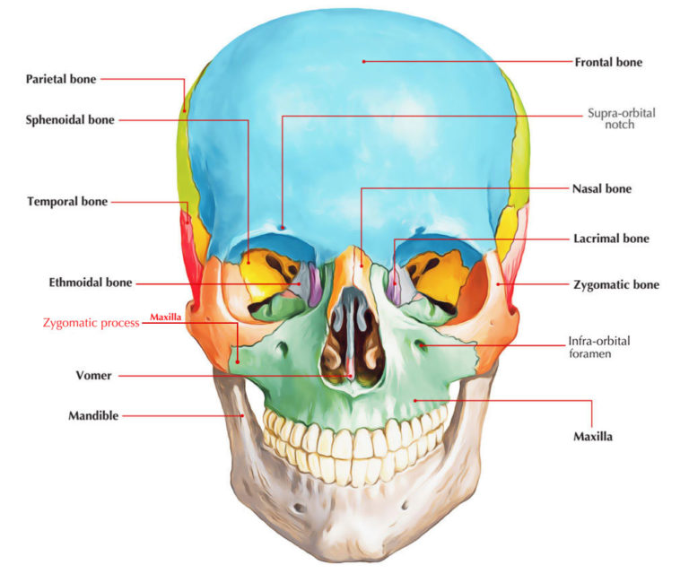 Zygomatic Processes – Earth's Lab