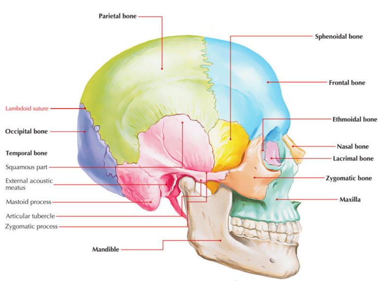 Lambdoid Suture – Earth's Lab