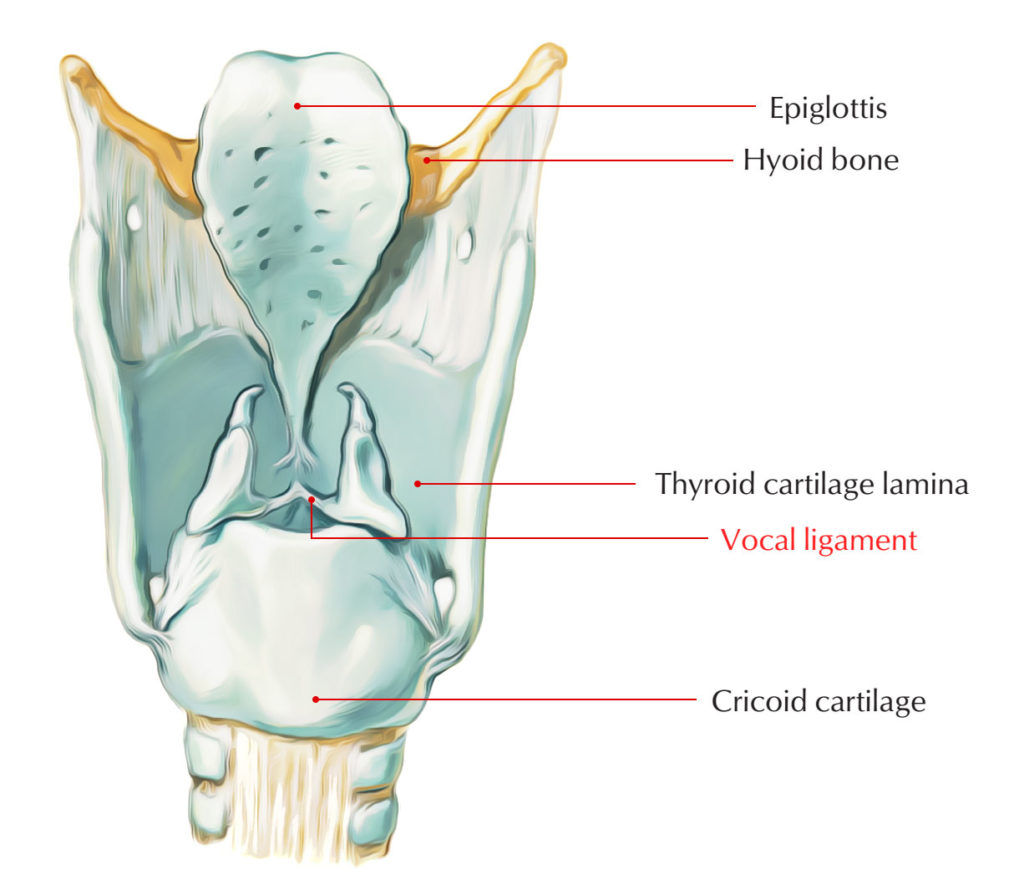 Thyroid Cartilage – Earth's Lab