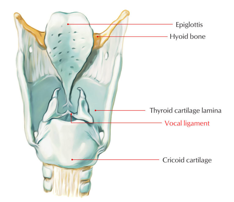 Thyroid Cartilage – Earth's Lab