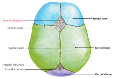 Anterior Fontanelle – Earth's Lab