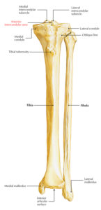 Intercondylar Area – Earth's Lab