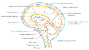 Arachnoid Villi and Arachnoid Granulations – Earth's Lab