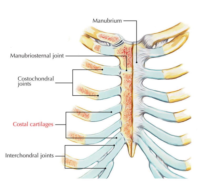 Costal Cartilages – Earth's Lab