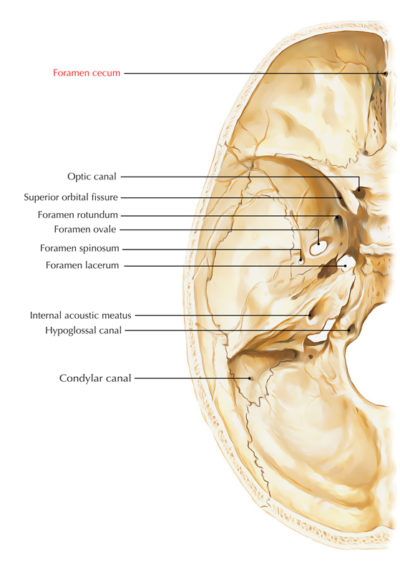 Foramen Cecum of Frontal Bone – Earth's Lab