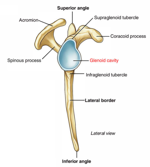 Glenoid Cavity – Earth's Lab