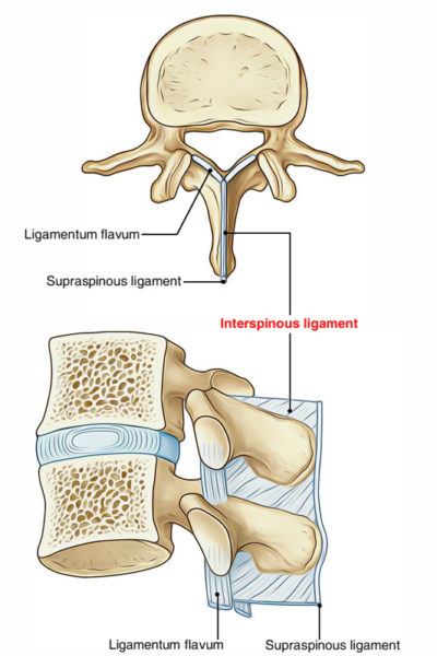 Interspinous Ligaments – Earth's Lab