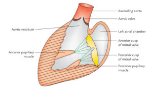 Left Atrium – Earth's Lab