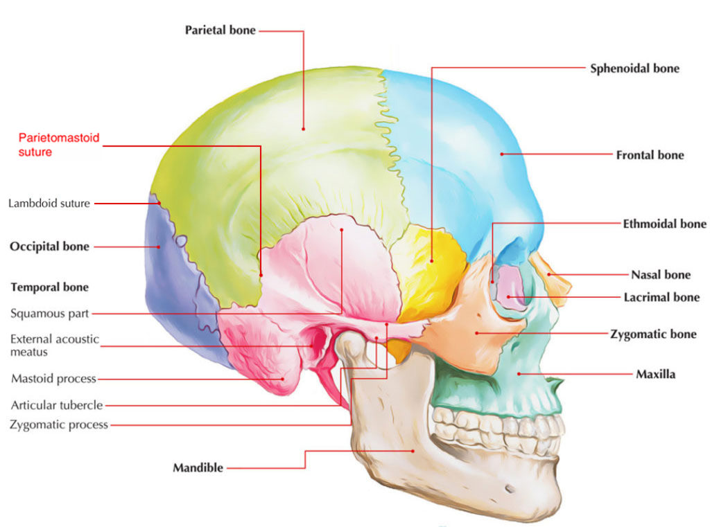 Parietomastoid Suture – Earth's Lab
