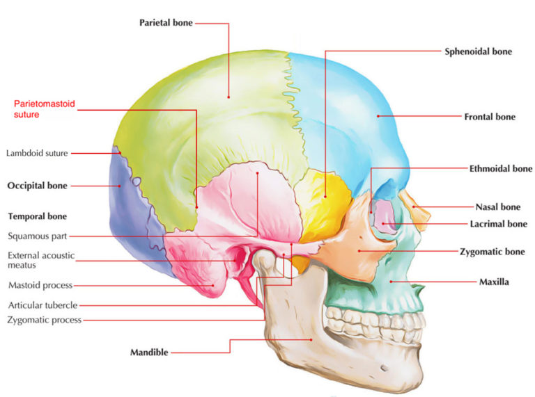 Parietomastoid Suture – Earth's Lab