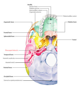 Pharyngeal Tubercle – Earth's Lab