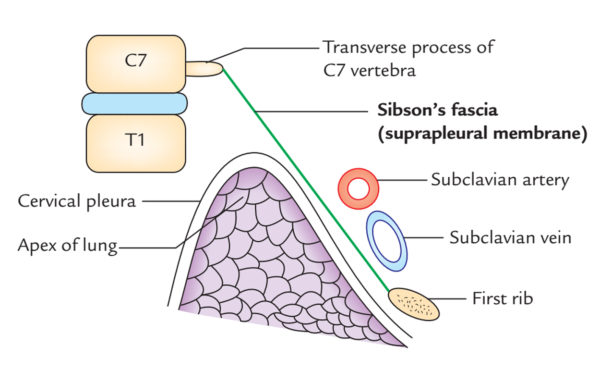 Suprapleural Membrane (Sibson’s fascia) – Earth's Lab