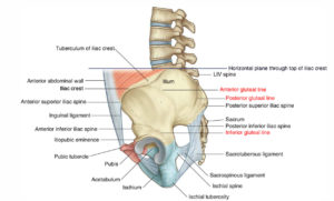 Iliac Spine – Earth's Lab