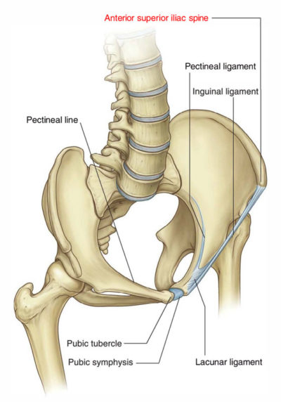 Structure Of Posterior Superior Iliac Spine – WXSPZZ