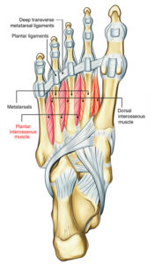 The Fourth Metatarsal – Earth's Lab