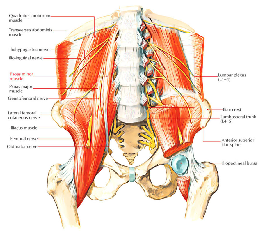 Psoas Minor Earths Lab