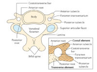 Transverse Process – Earth's Lab