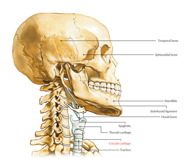 Cricoid Cartilage – Earth's Lab