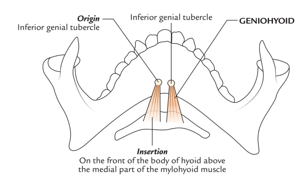 Geniohyoid Muscle – Earth's Lab