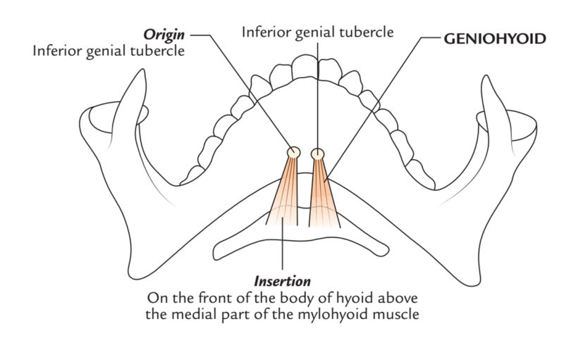Geniohyoid Muscle – Earth's Lab