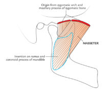 Masseter Muscle – Earth's Lab