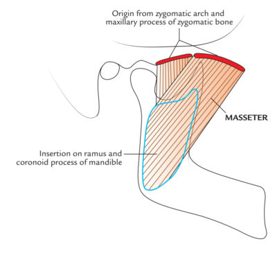 Masseter Muscle – Earth's Lab
