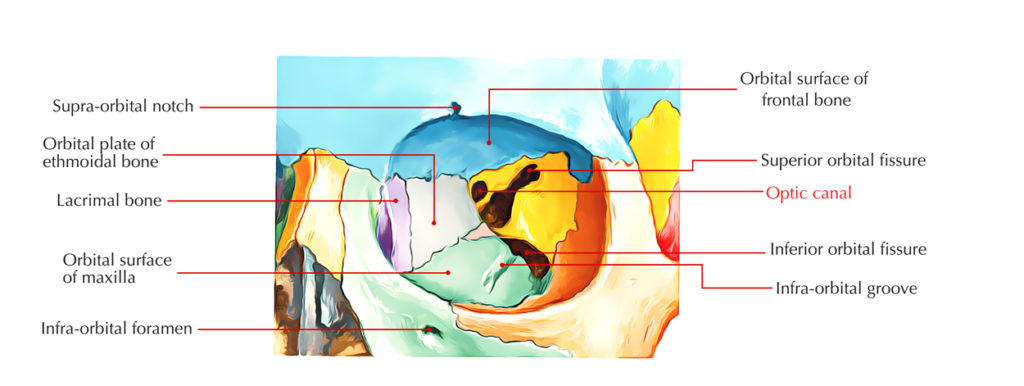 Optic Canal Earths Lab