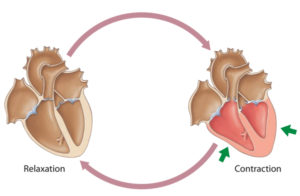 Cardiac Cycle – Events and Sound of Heartbeat – Earth's Lab