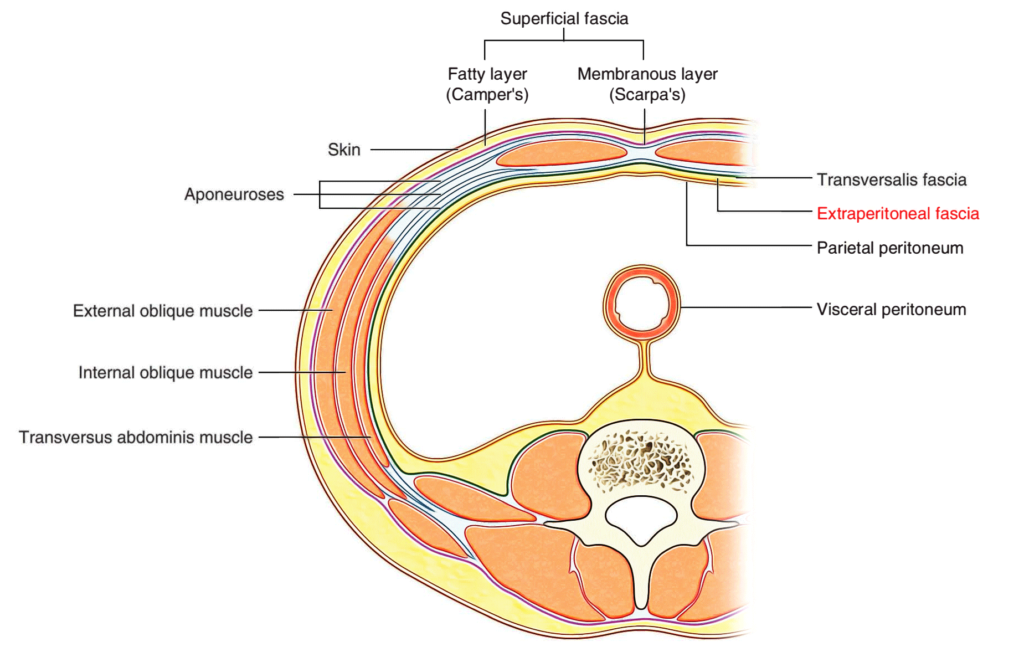 Abdominal Wall – Earth's Lab