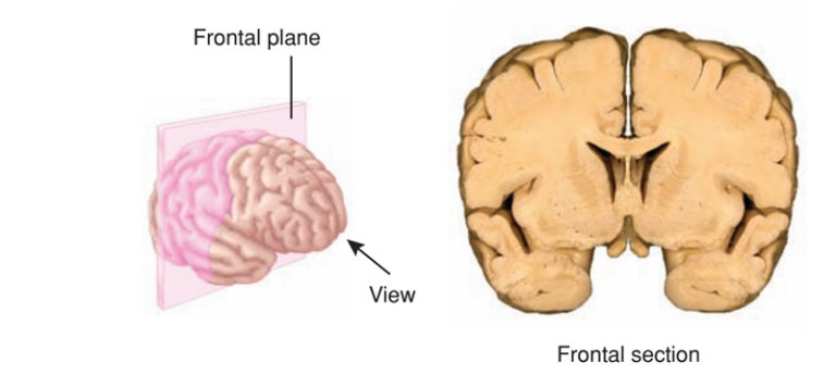 Body Planes and Sections – Earth's Lab