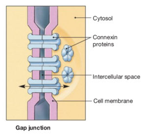 Cell-To-Cell Communication – Earth's Lab