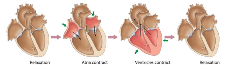 Cardiac Cycle – Events and Sound of Heartbeat – Earth's Lab