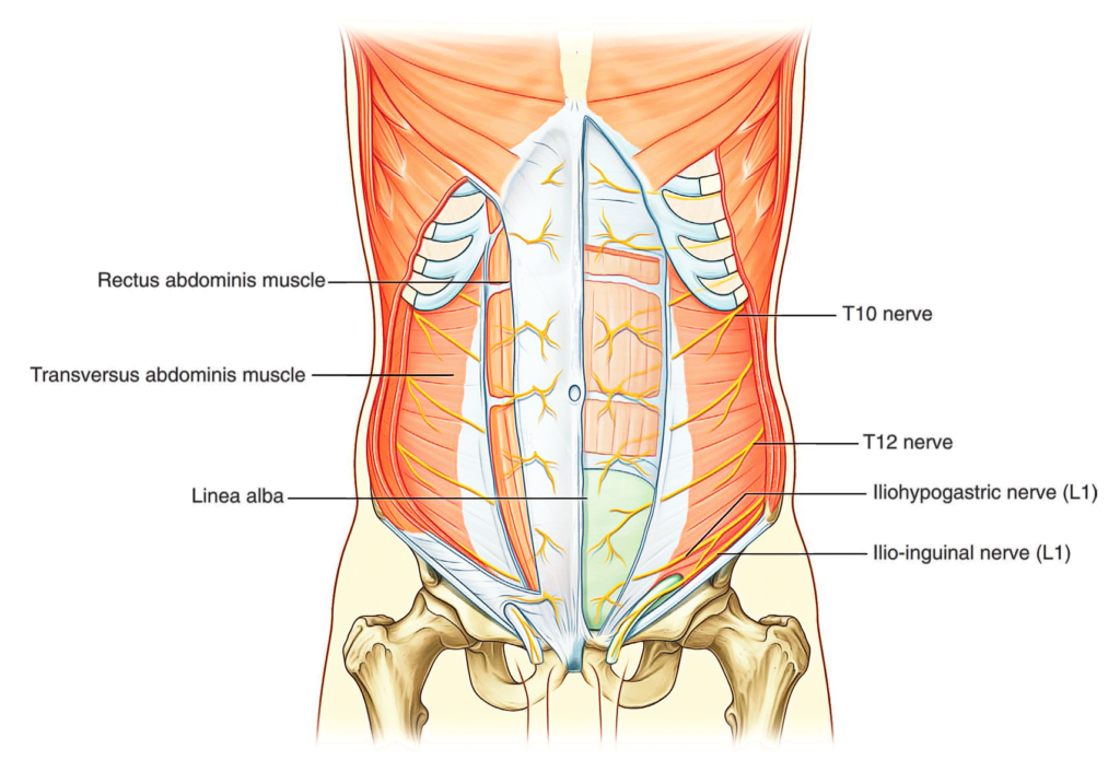 Abdominal Wall Earths Lab