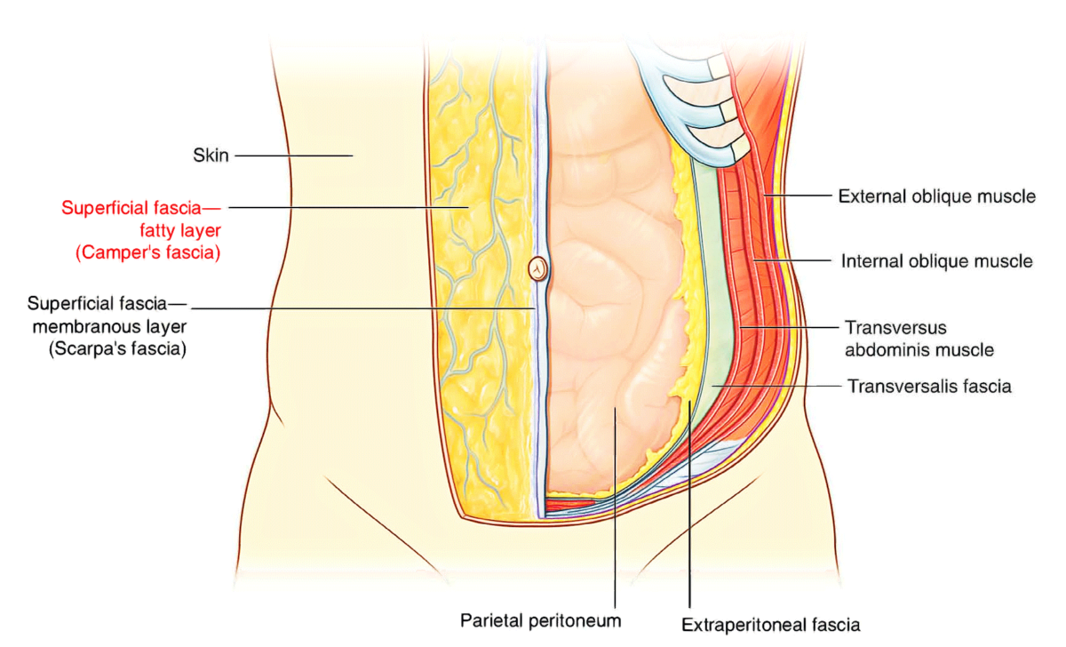 Abdominal Wall – Earth's Lab