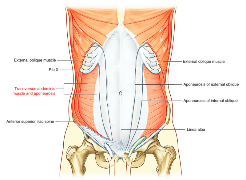 Abdominal Wall Earths Lab