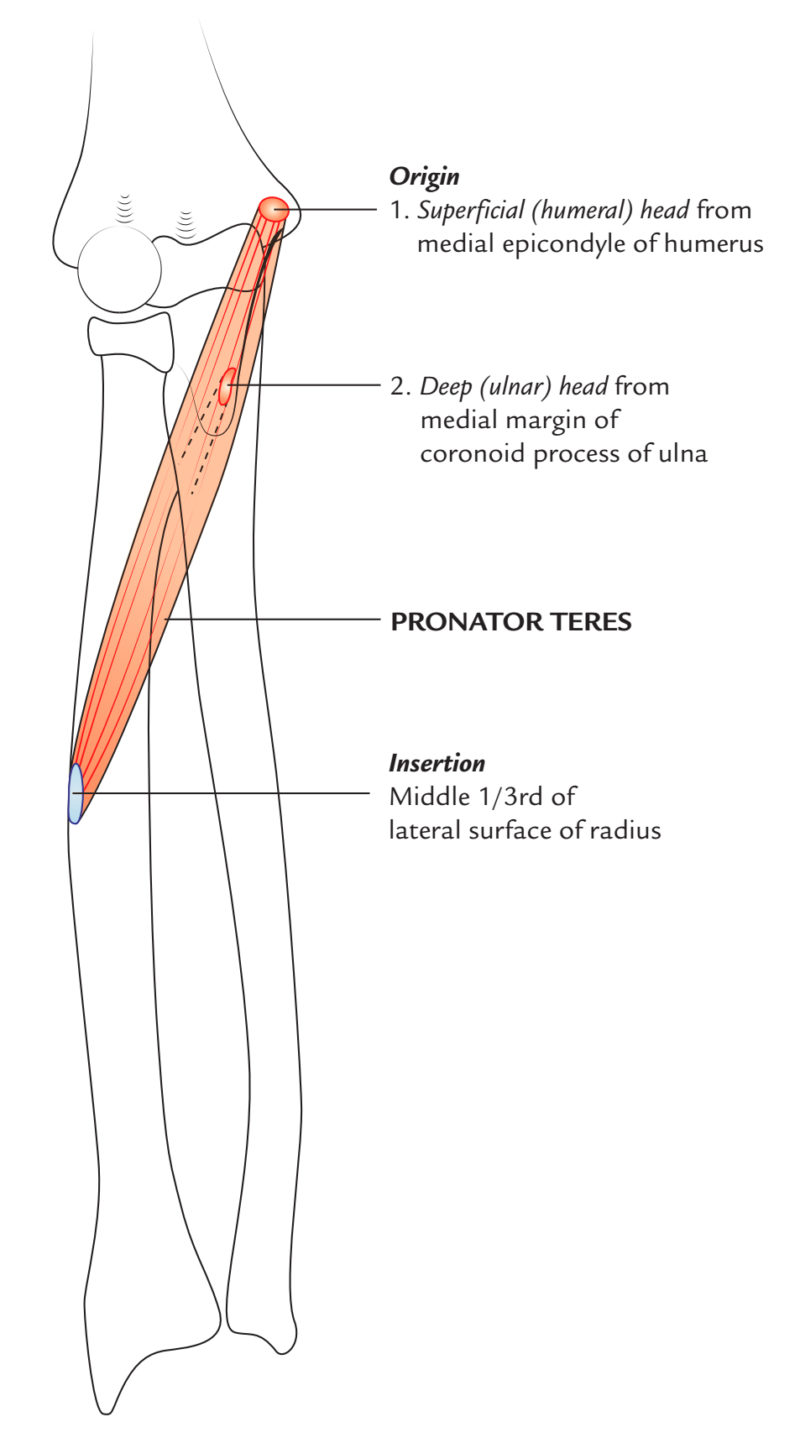 Pronator Teres Muscle Anatomy – Earth's Lab