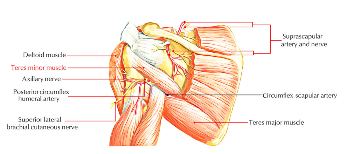 Teres minor Muscle Anatomy – Earth's Lab