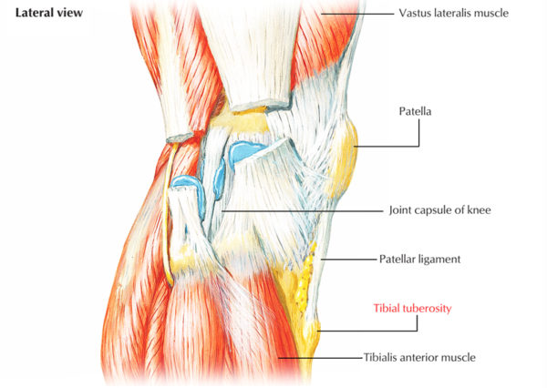 Tibial Tuberosity Earths Lab
